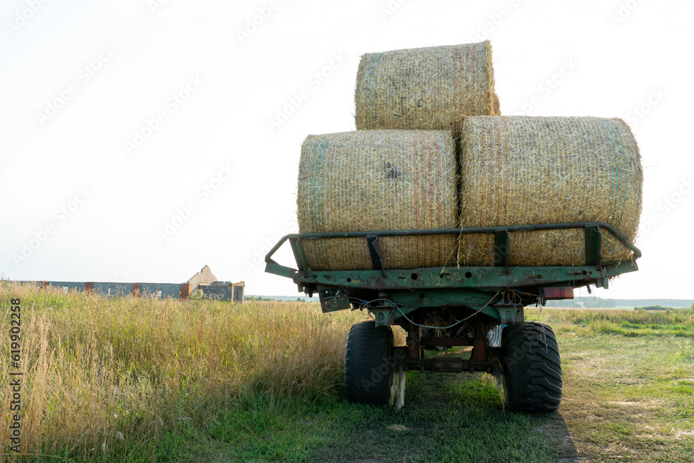 Tractor on trailer transports large round bales of hay. Transportation ...
