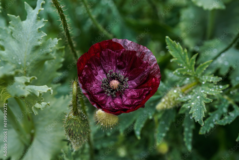 Dark Purple Poppy Flower