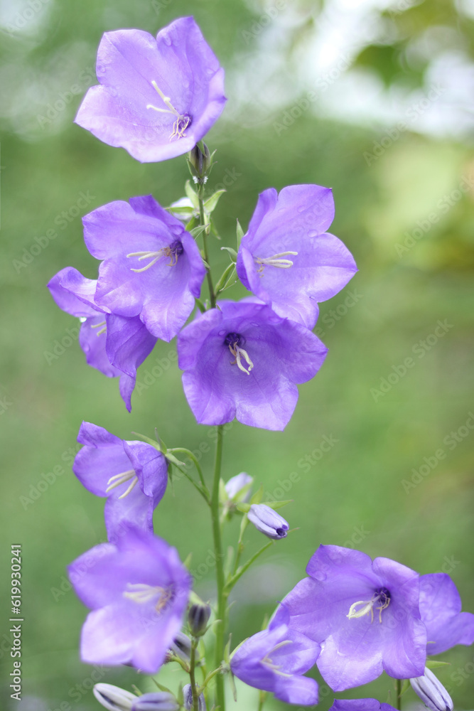 Bell flower Campanula. Green background. Bluebell flowers among green ...