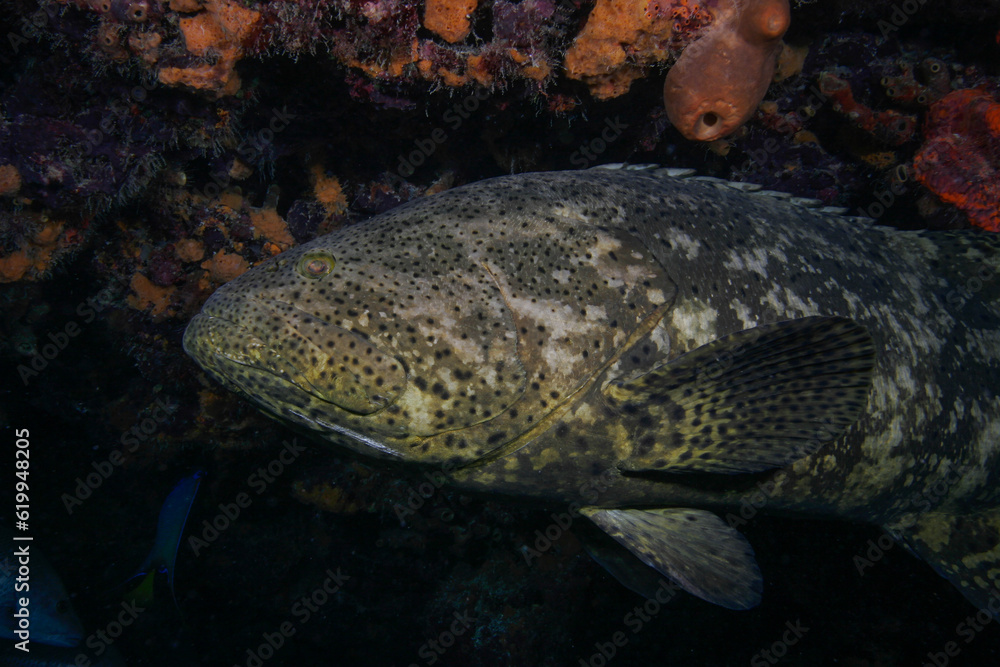 Goliath Grouper, a critically endangered species, under a coral reef ...