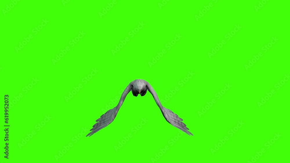 3D front view of White eagle flying loop animation on green screen ...