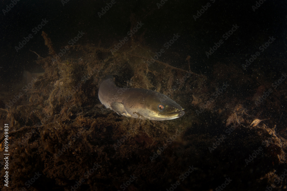 European eel during night dive. Eel is swimming on the bottom of the ...