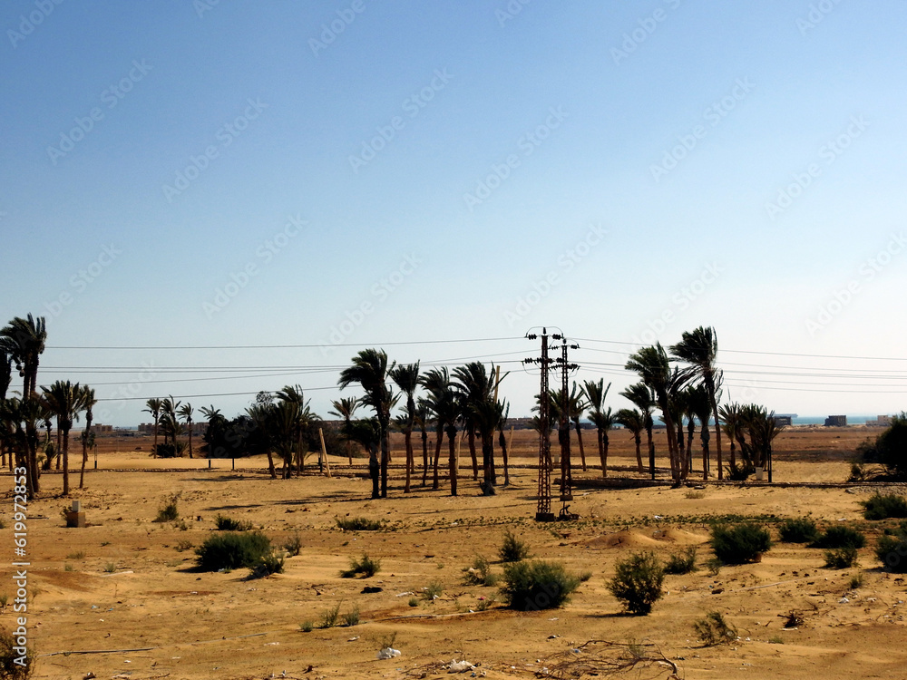 Prophet Moses Springs, Water wells and palms in Sinai Peninsula, Ras ...