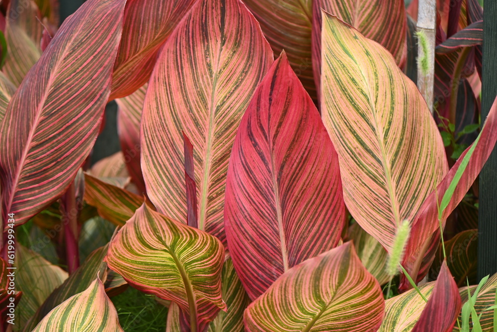 Canna leaf veins and flowers. Cannaceae perennial bulbous plant native ...