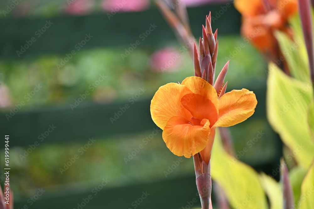 Canna leaf veins and flowers. Cannaceae perennial bulbous plant native ...
