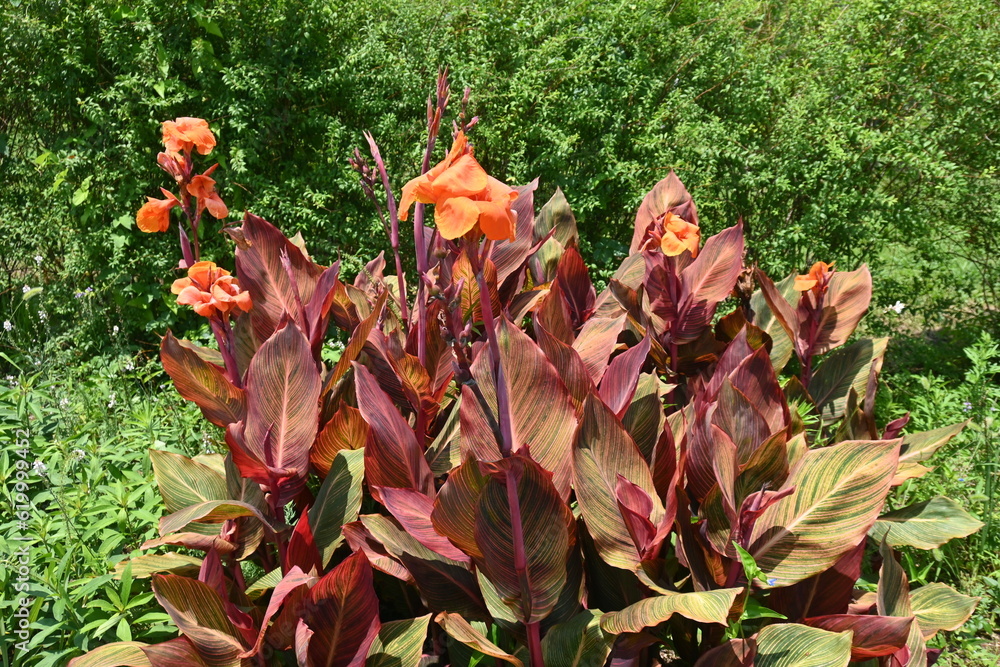 Canna leaf veins and flowers. Cannaceae perennial bulbous plant native ...