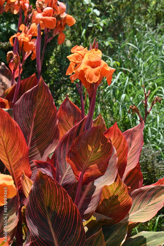 Canna leaf veins and flowers. Cannaceae perennial bulbous plant native ...