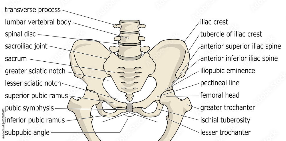 骨盤の構造線画カラーイラスト Stock Illustration | Adobe Stock