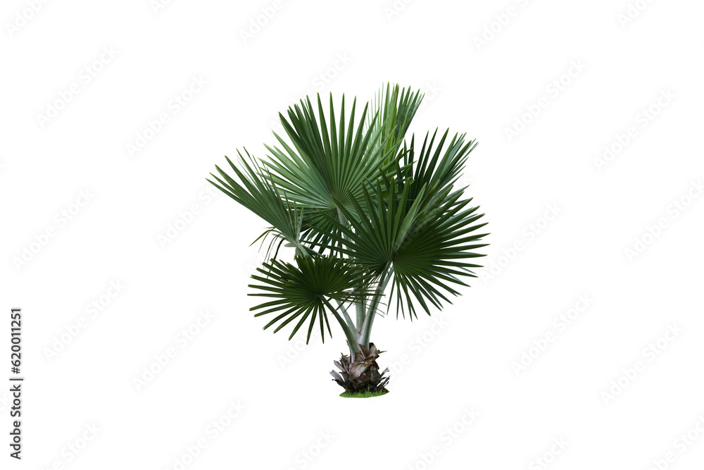 Isolated image of a low palm tree on a png file at transparent ...