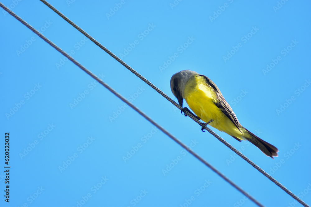 ave, naturaleza, animal, sucursal, fauna, árbol, inhospitalario, pico ...