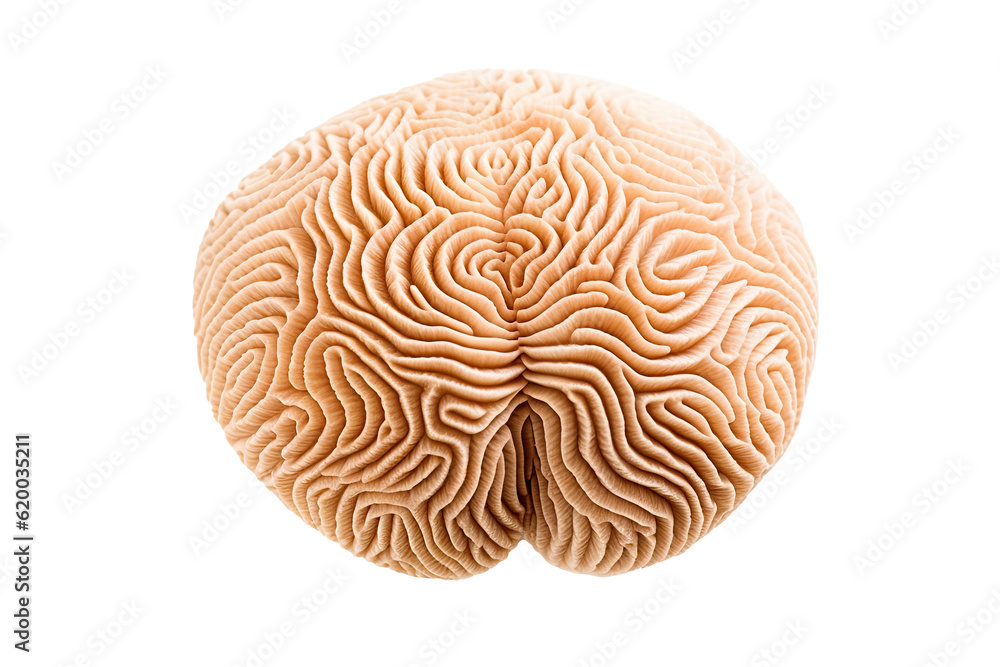 Lobed Brain Coral on transparent background (PNG). Generative AI. Stock ...