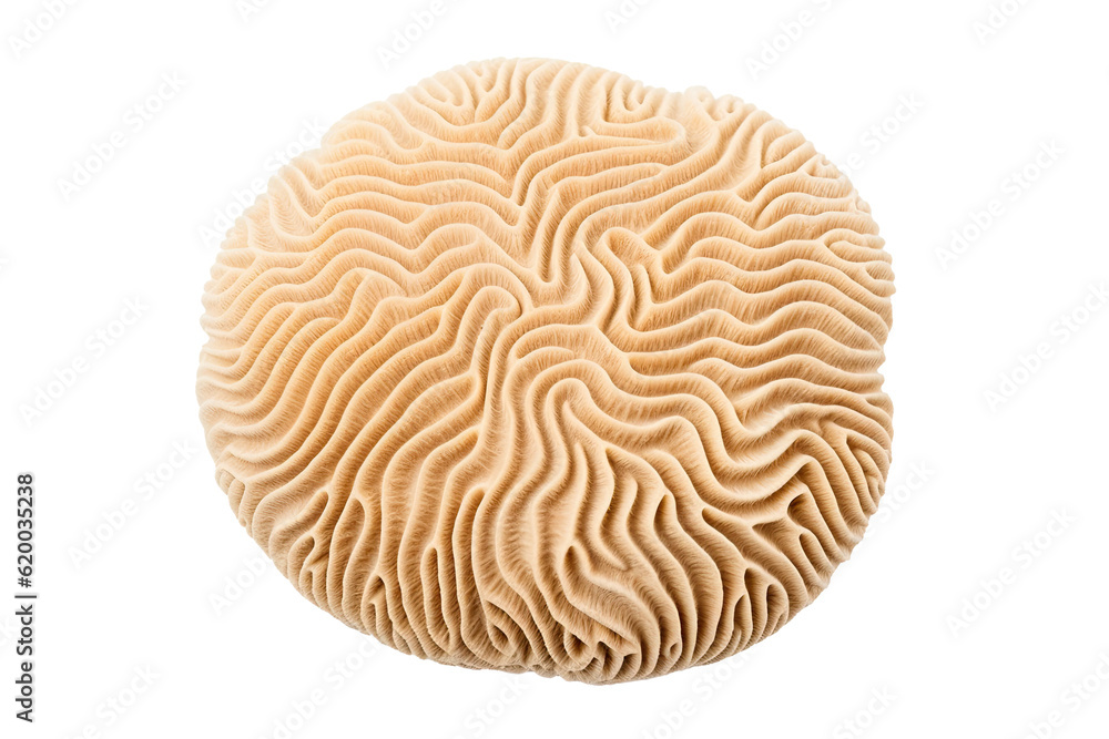 Lobed Brain Coral on transparent background (PNG). Generative AI. Stock ...
