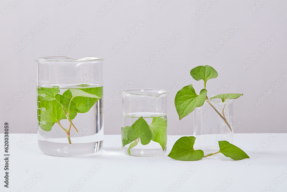 Three beakers filled with transparent liquid and green fish mint leaves ...