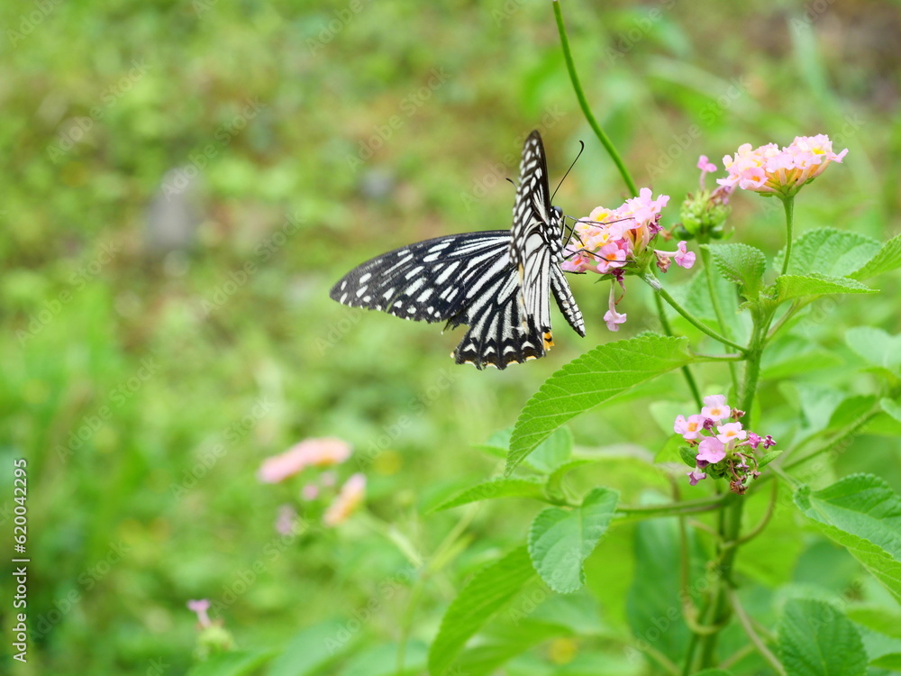Common Mime ( Papilio clytia ) butterfly sucking nectar on West Indian ...
