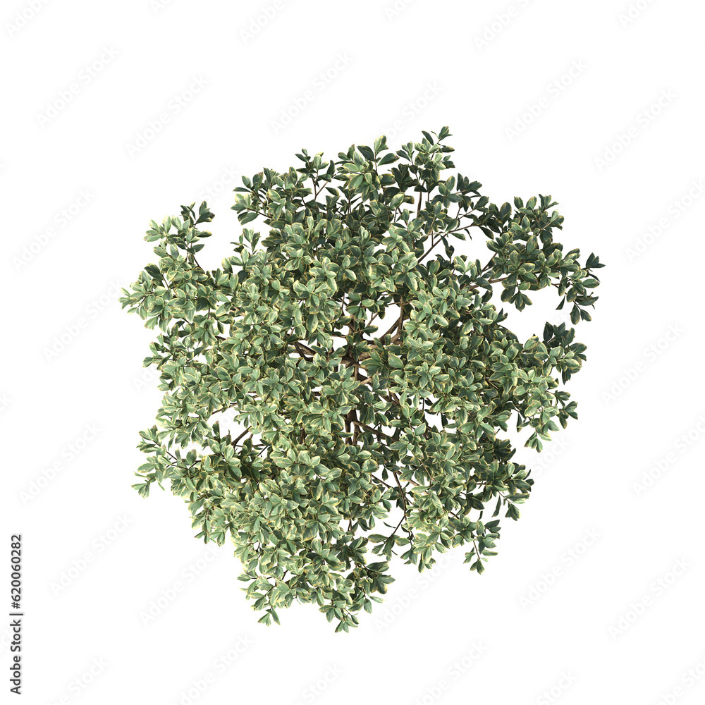 bush, top view, isolate on a transparent background, 3D illustration ...