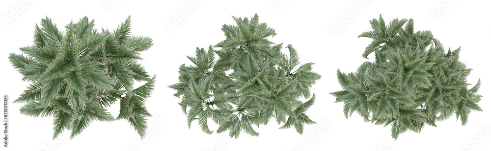 Palm trees on top view isolated on transparent background, 3d render ...