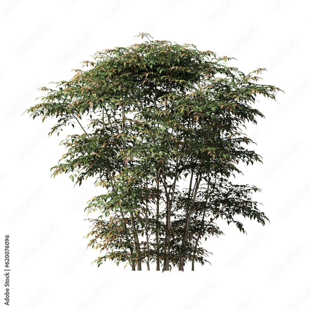 bush isolate on a transparent background, 3D illustration, cg render ...