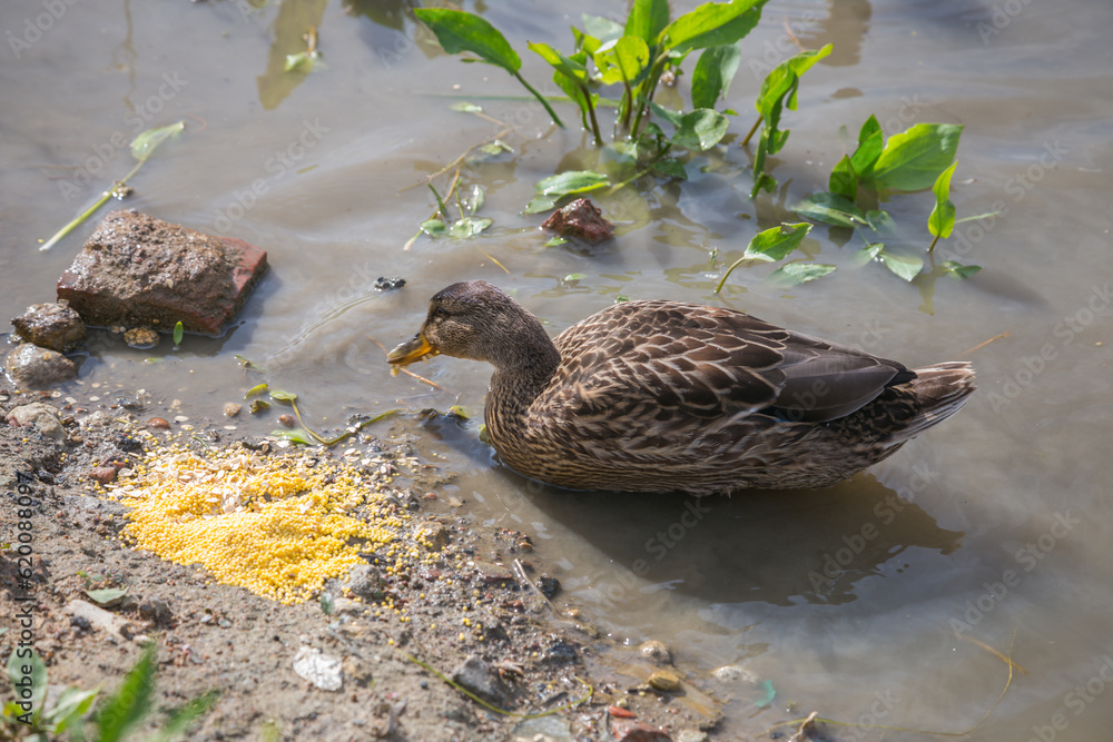 Ducks and ducklings peck forage on the riverbank. People feed wild ...