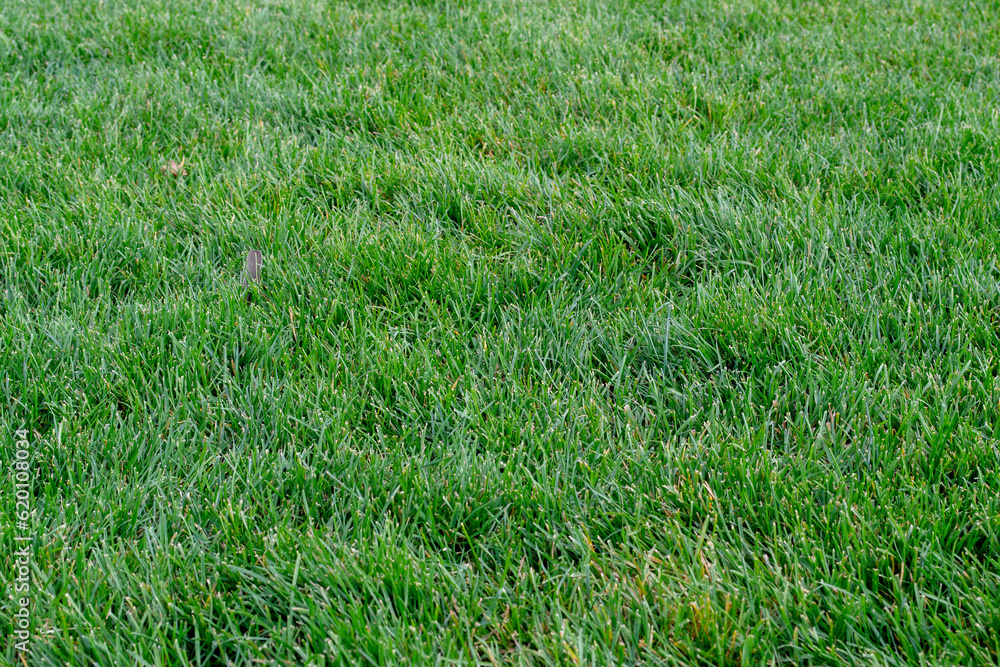 Green grass background, nature texture. soccer lawn, training football ...