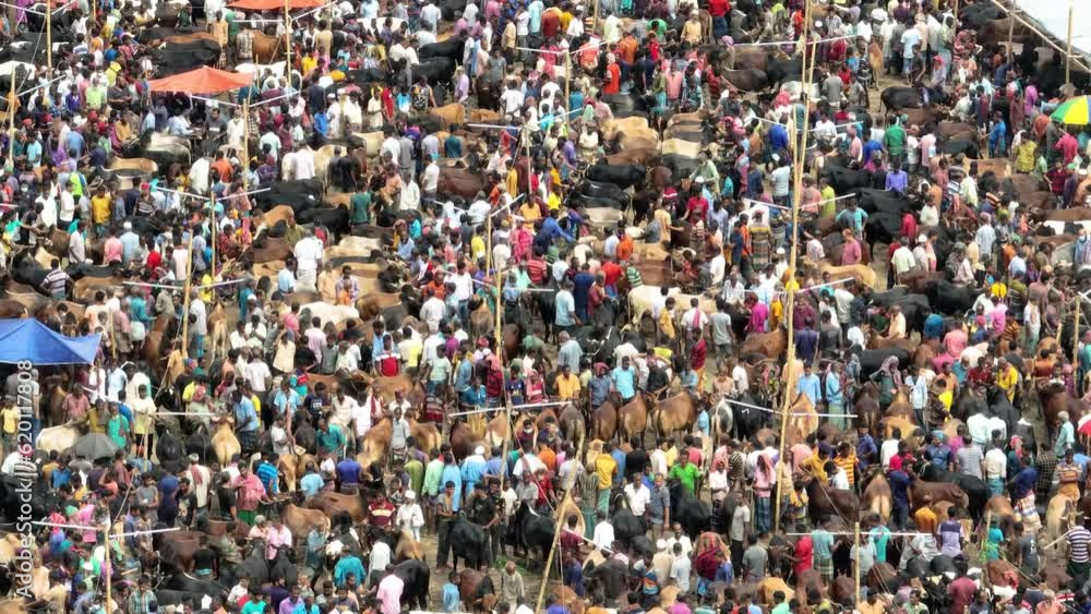 Cattle market, Livestock market, Thousands of cows are lined up to be ...