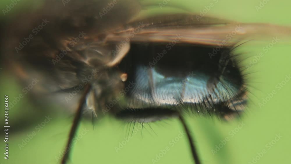 Housefly under a microscope. Haltere is seen vibrating under the wing ...