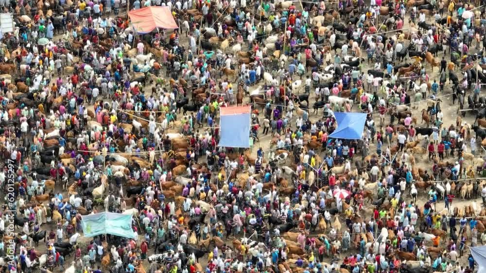 Cattle market, Livestock market, Thousands of cows are lined up to be ...