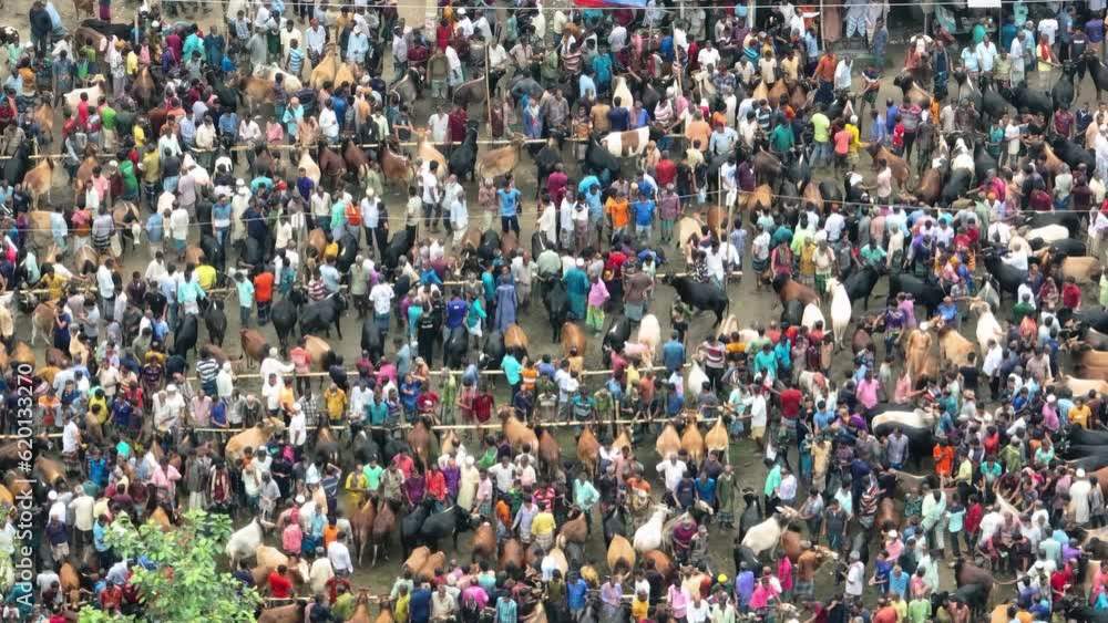 Cattle market, Livestock market, Thousands of cows are lined up to be ...