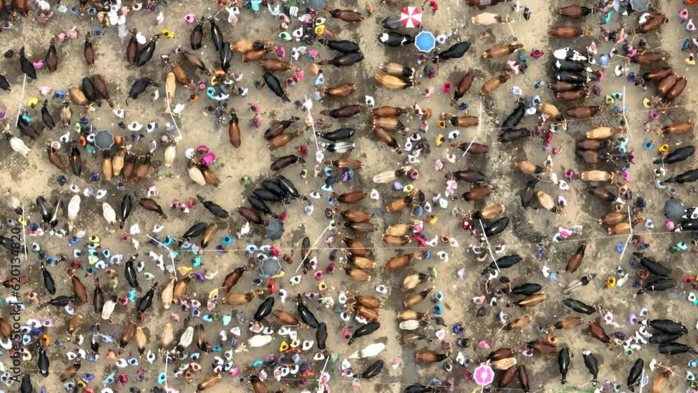 Cattle market, Livestock market, Thousands of cows are lined up to be ...