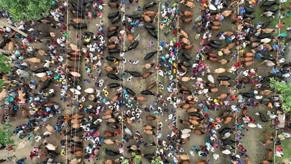 Video Stock Cattle market, Livestock market, Thousands of cows are ...