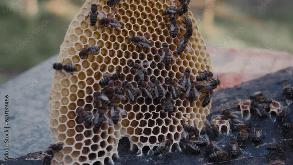 Small hives of honey bees. The swarm moves through the honeycomb. A ...