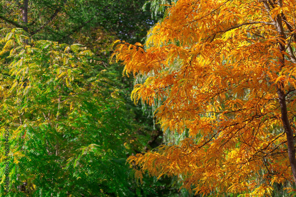 Green and Yellow Trees Background . Autumnal leaves on a tree in the ...