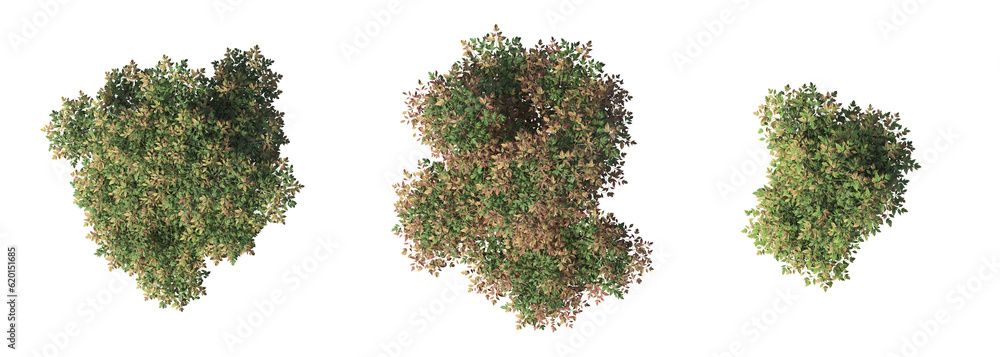 bush, top view, isolated on white background, 3D illustration, cg ...