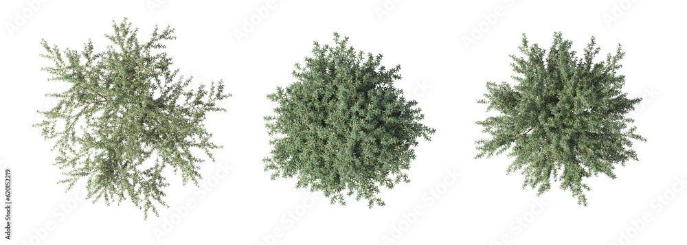 bush, top view, isolate on a transparent background, 3D illustration ...
