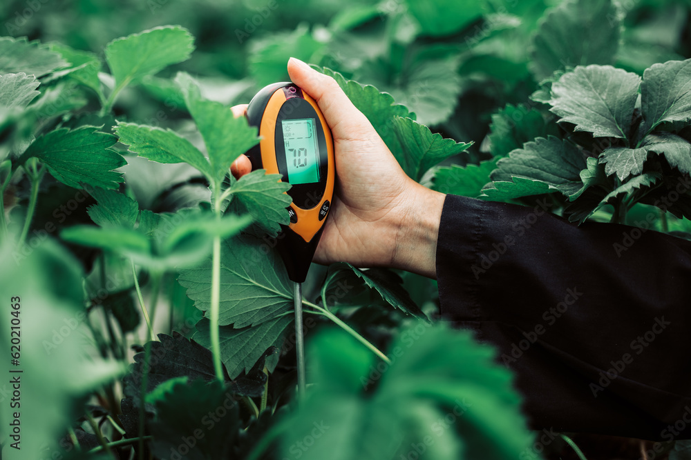 Junior scientist learn to use soil survey instrument. Measuring soil ...