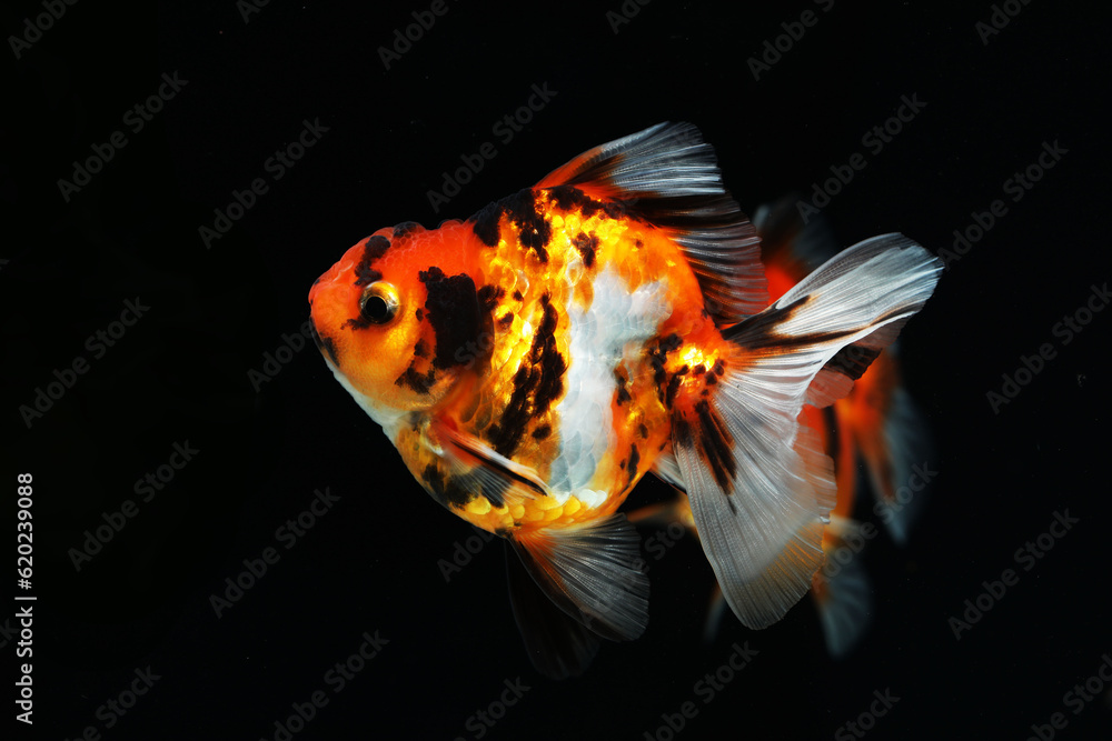 Short tail Oranda Goldfish in Aquarium Stock Photo | Adobe Stock