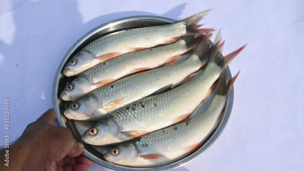 Rohu fish. It is a species of fish of the carp family. its other names ...