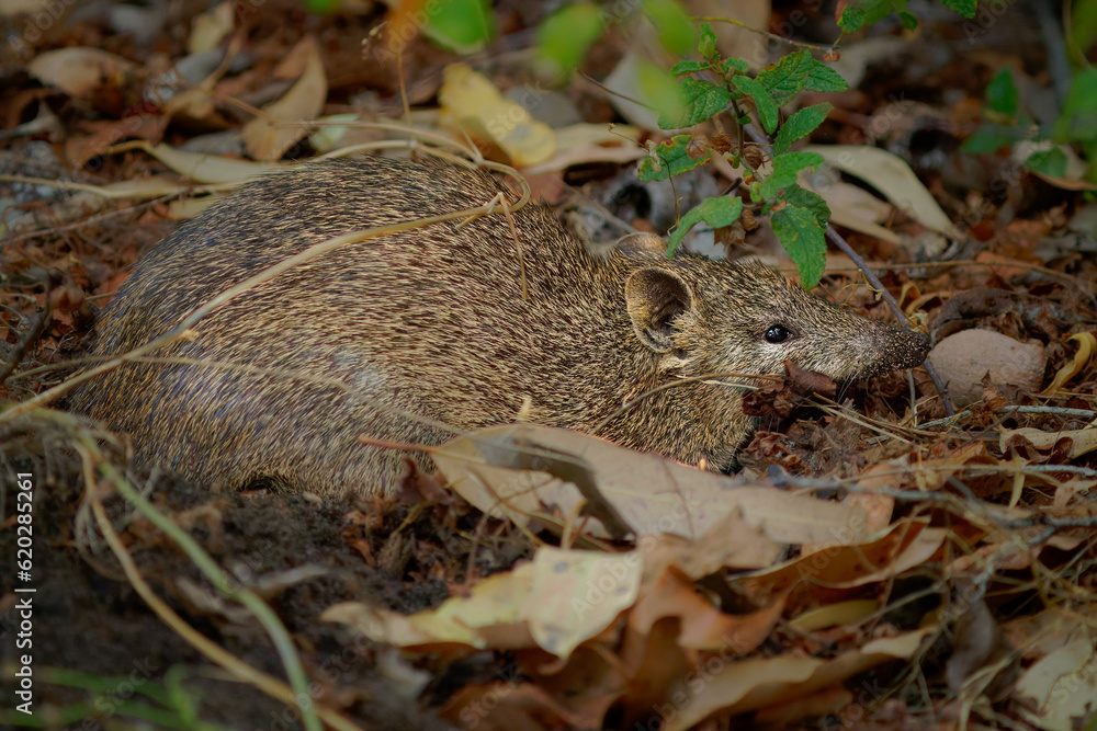 Southern brown bandicoot - Isoodon obesulus is short-nosed nocturnal ...