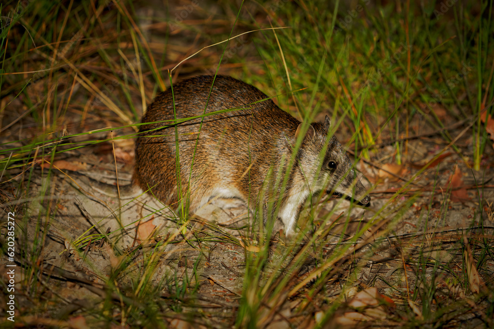 Southern brown bandicoot - Isoodon obesulus is short-nosed nocturnal ...