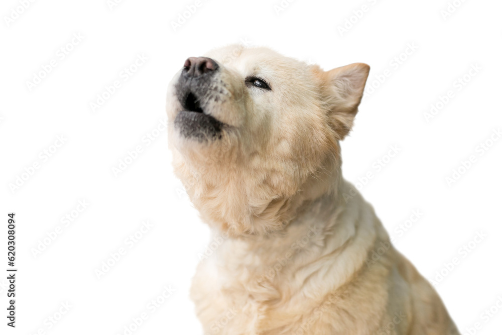 A sad homeless dog howling in an animal shelter Stock Photo | Adobe Stock