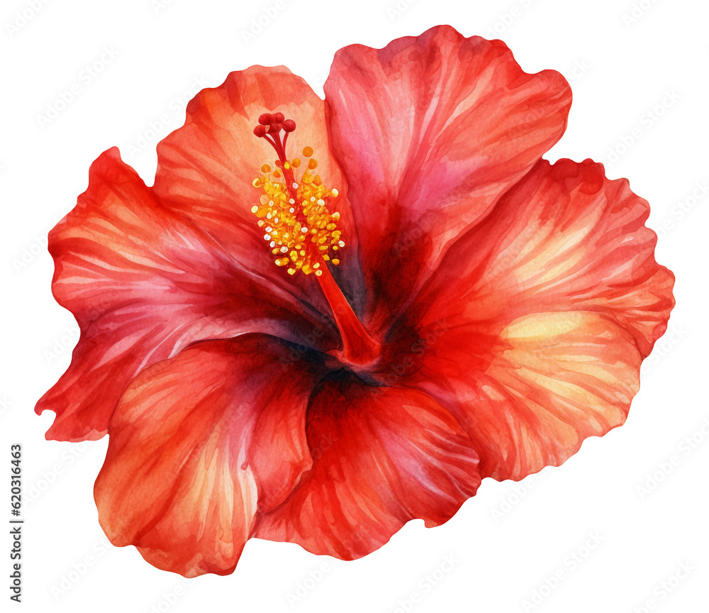 Watercolor illustration of a red tropical flower Hibiscus. Ai ...