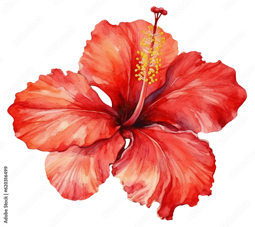 Watercolor illustration of a red tropical flower Hibiscus. Ai ...