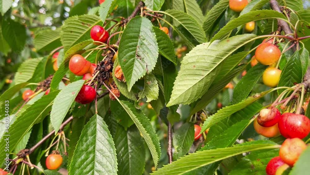 On a branch of a tree in the garden hang rotten cherry fruits, damaged ...
