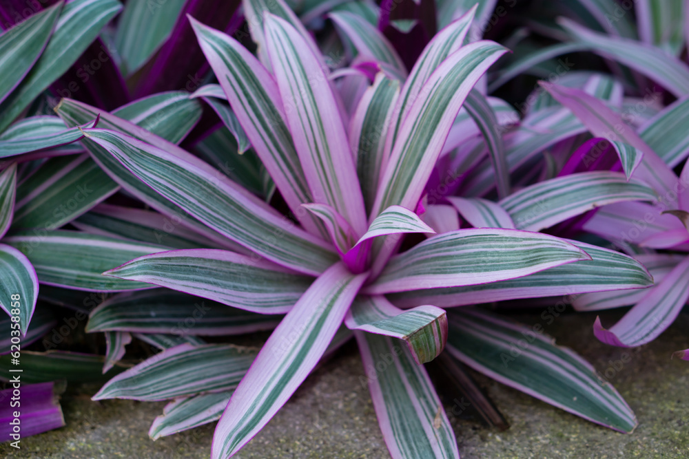 Ornamental plant with the scientific name Tradescantia Spathacea or ...