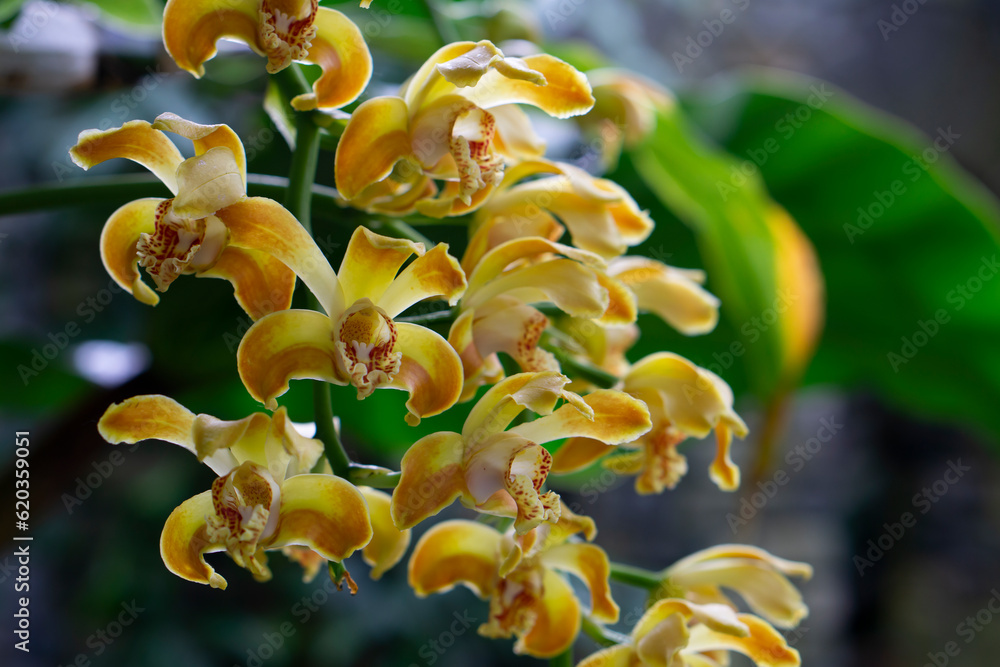 Chysis aurea, the golden-flowered chysis, is an epiphytic species of ...