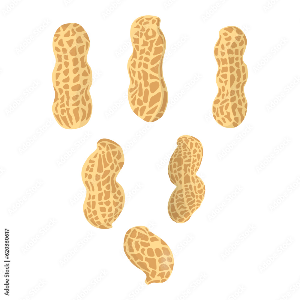 Vector illustration of peanut icon in cartoon flat style. Natural ...