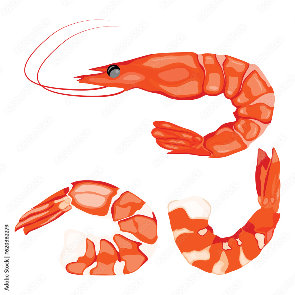 Vector illustration of shrimp prawn icons set. Boiled shrimp drawing on ...