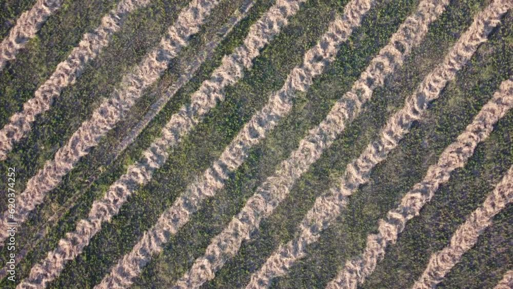 Rising twist over arched rows of cut and raked grass for hay Stock ...