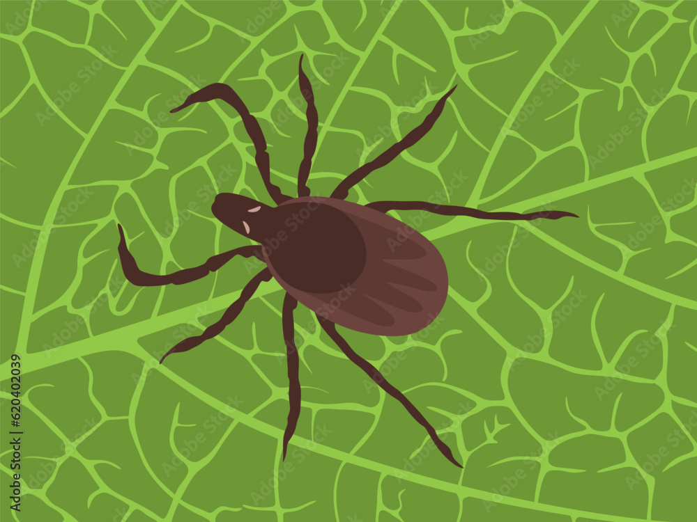 Ixodes scapularis in green leaf. Deer tick or black-legged tick in flat ...