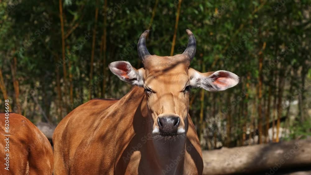 Banteng, Bos javanicus or Red Bull. It is a type of wild cattle But ...