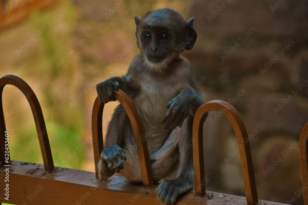 baby gray langur. Gray langurs, also called are Old World monkeys ...